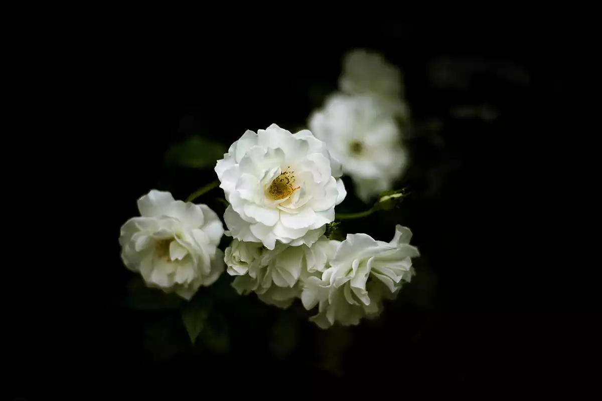Fine Art Flower Photography | Technical Tips - Fine Art Nature ...